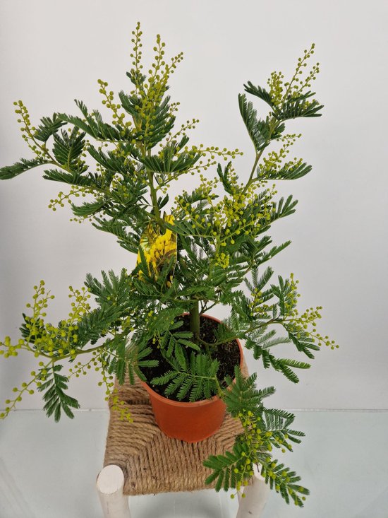 Acacia Mimosa Dealbata - struikvorm - potmaat 19 cm - planthoogte 50 cm ...