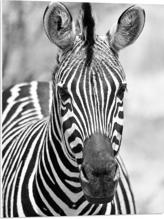 WallClassics - PVC Schuimplaat- Kop van Prachtige Zebra (Zwart- wit ...