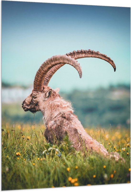Vlag - Zijaanzicht van Bok met Grote Horens tussen Geel Bloemenveld ...