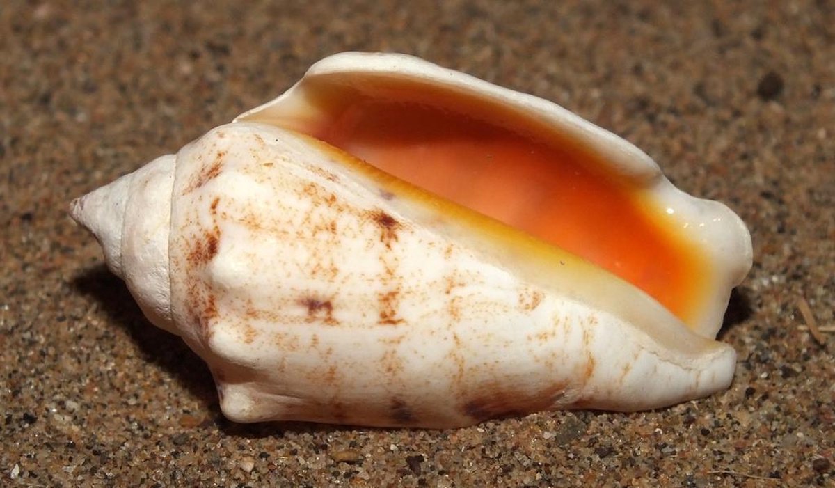 Conomurex luhuanus schelpen 1 kilo | bol.com