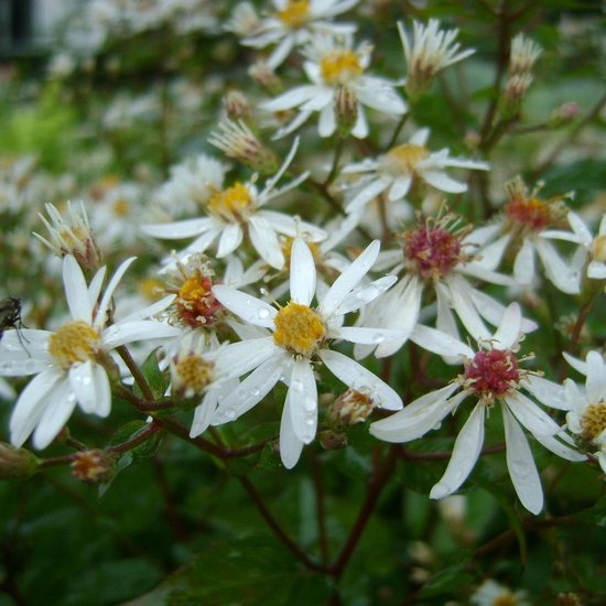 6 x Aster Cordifolius 'Silver Spray' - Aster à feuilles en cœur 'Silver ...