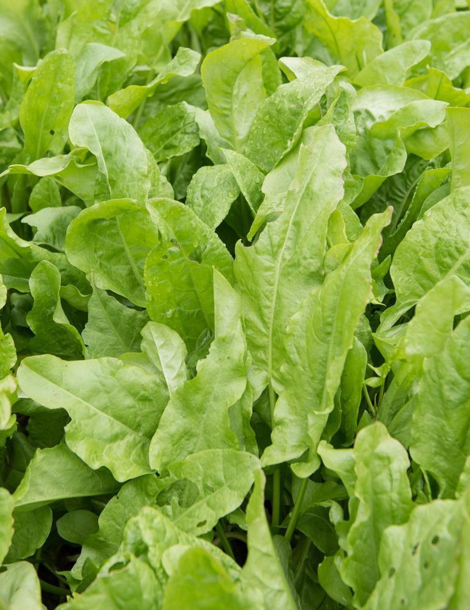 3 stuks Zuring Zurkel in pot van 10,5cm | bol