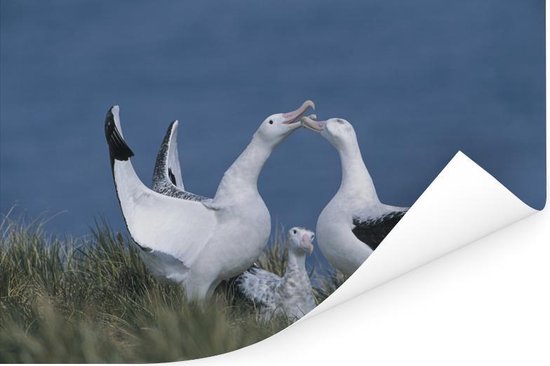 Paire d'Albatros Géants avec jeune Poster 30x20 cm - petit - Tirage ...