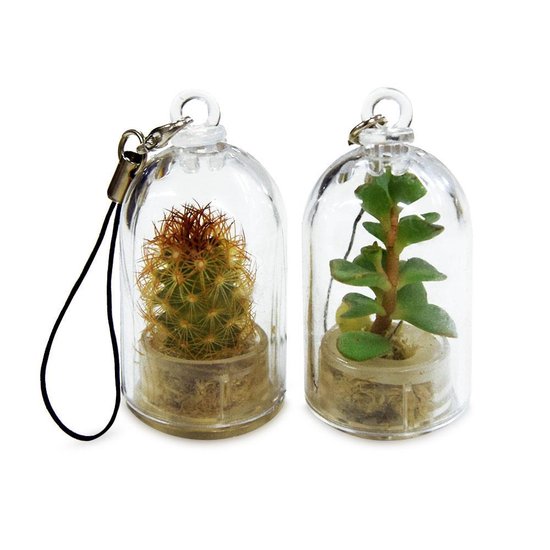 MikaMax - Pocket Tree Vetplant - Sleutelhanger - Mini Plantje | bol