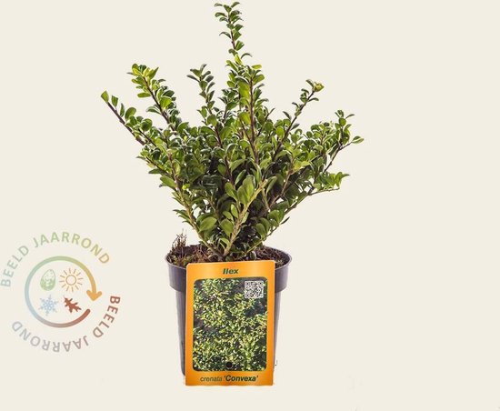 Ilex crenata 'Convexa' | bol