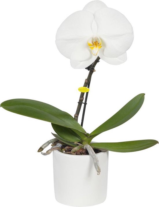 Ficus Benghalensis Audrey Op Stam Met Hangende Wortels - 220cm | bol.com