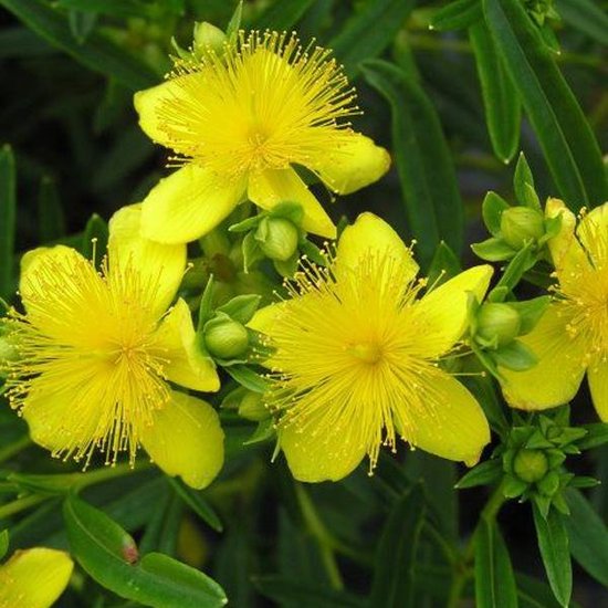 Hypericum 'Gemo' - Hertshooi - 30-40 cm in pot: Compacte struik met ...