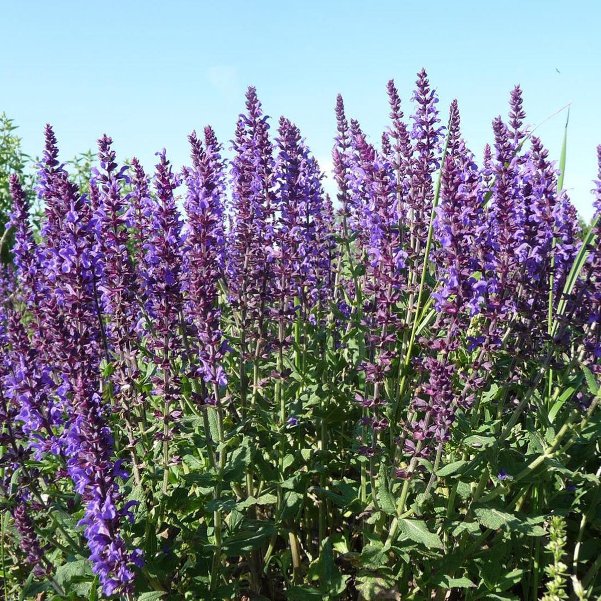 6 x Salvia Nemorosa 'Blaukoenigin' - Bossalie pot 9x9cm | bol