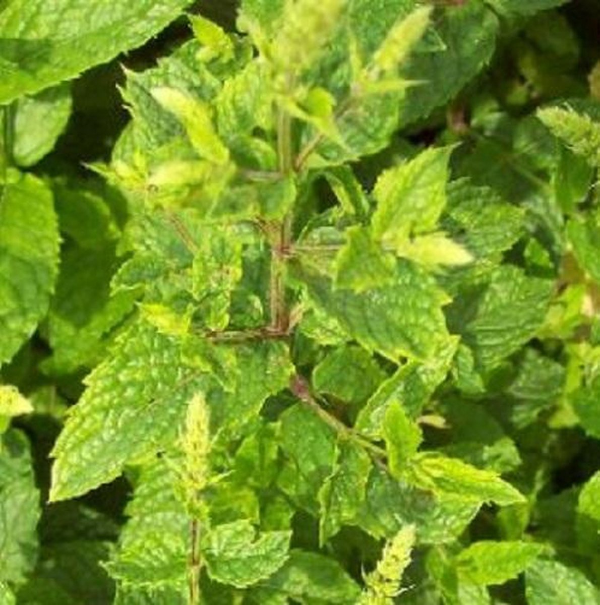 6 x Mentha Spicata 'Marocco' marokkaanse munt - Mojitomunt pot 9x9cm ...