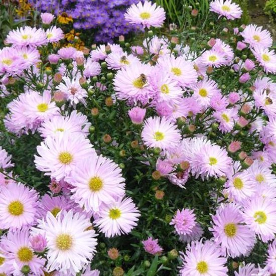6 x Aster Novi Belgii 'Fellowship' - Herfstaster pot 9x9cm ...