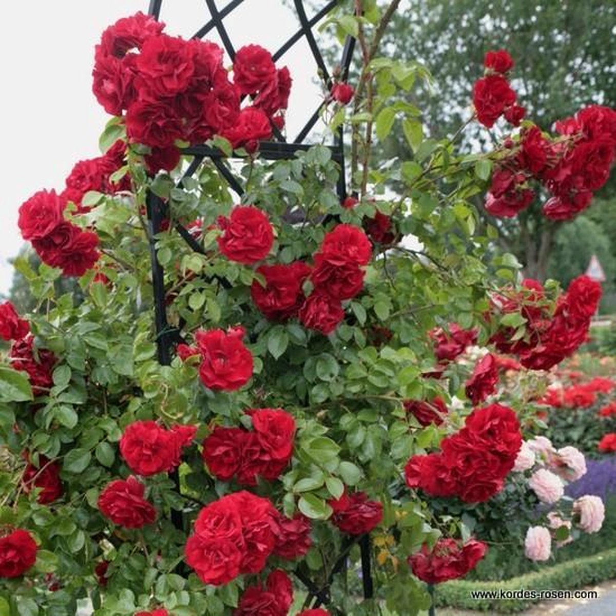 1x Rosa 'Amadeus'® - KORDES - Kordes klimroos - Plant-o-fix C2 | bol.com