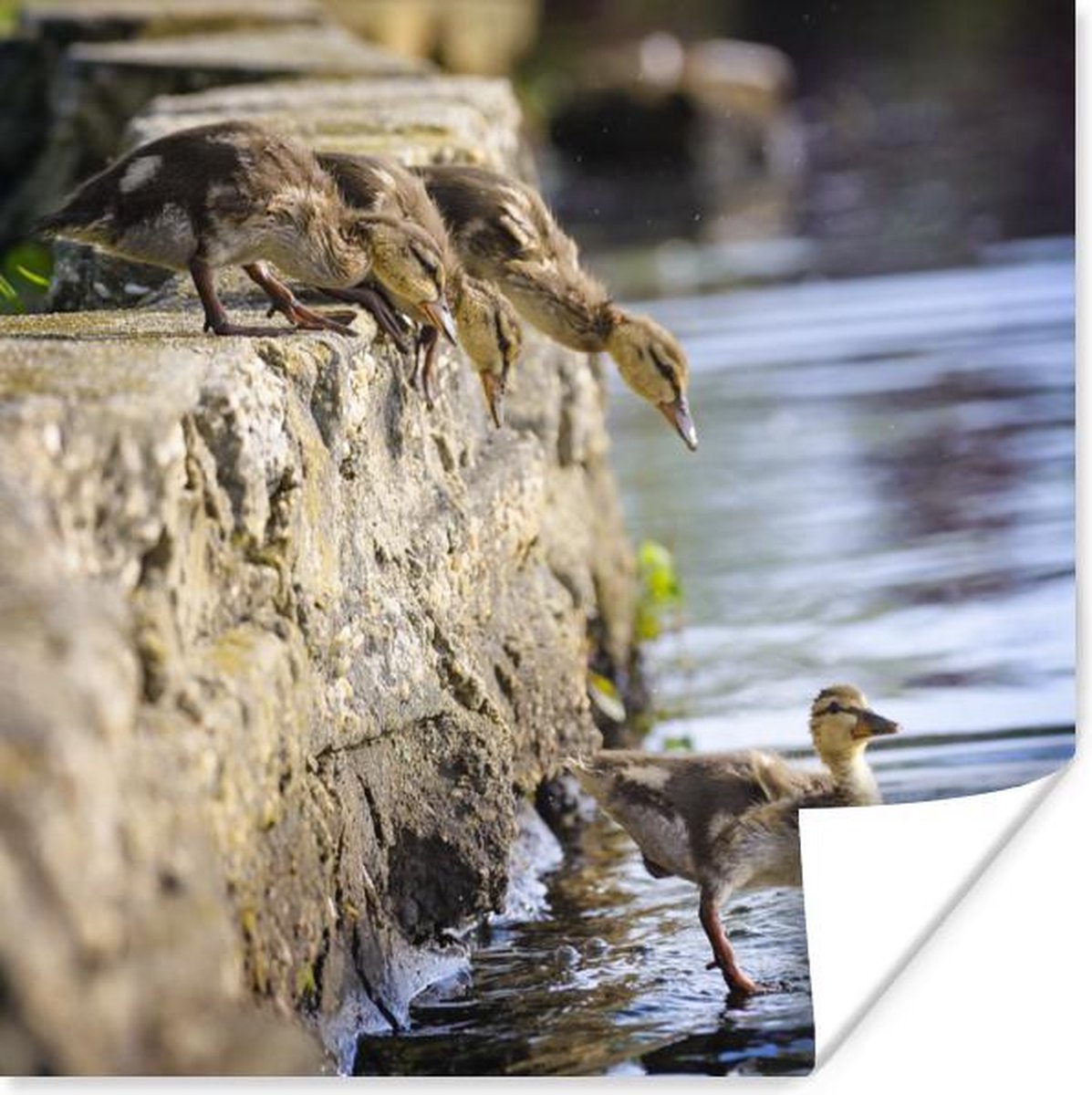 Les jeunes canards sauvages sautent à l'eau pour la première fois ...