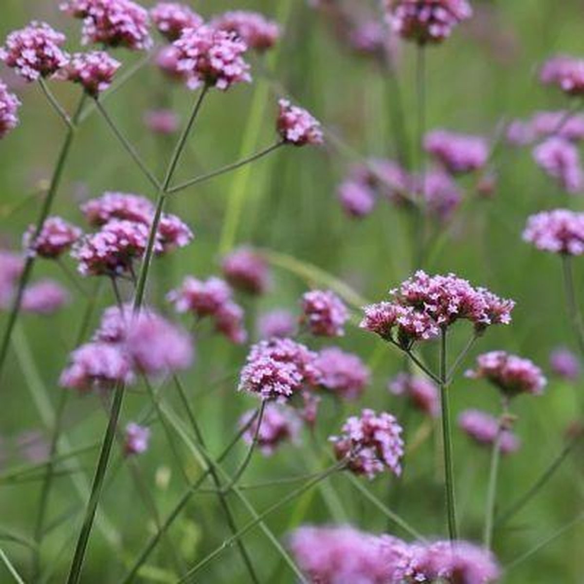 6x Verbena bonariensis 'Lollipop'® - Ijzerhard - Pot 9x9 cm | bol
