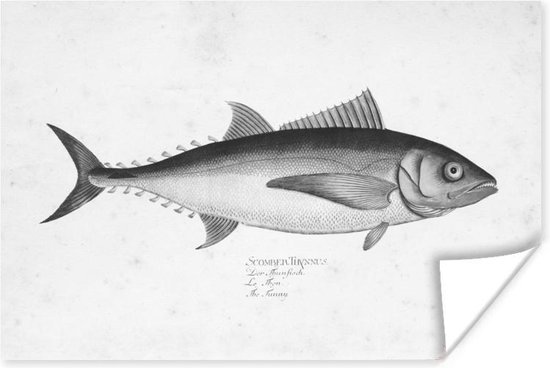 Poster Een vintage tekening van een vis - zwart wit - 60x40 cm | bol.com