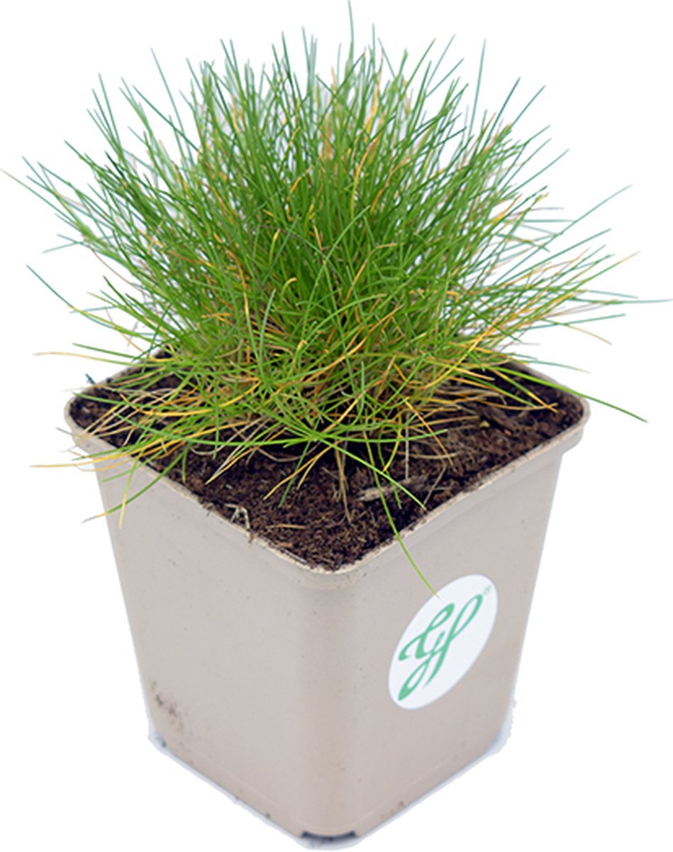 12 x Festuca Gautieri - Fétuque ou Bearskin en pot 9x9cm avec hauteur 5 ...
