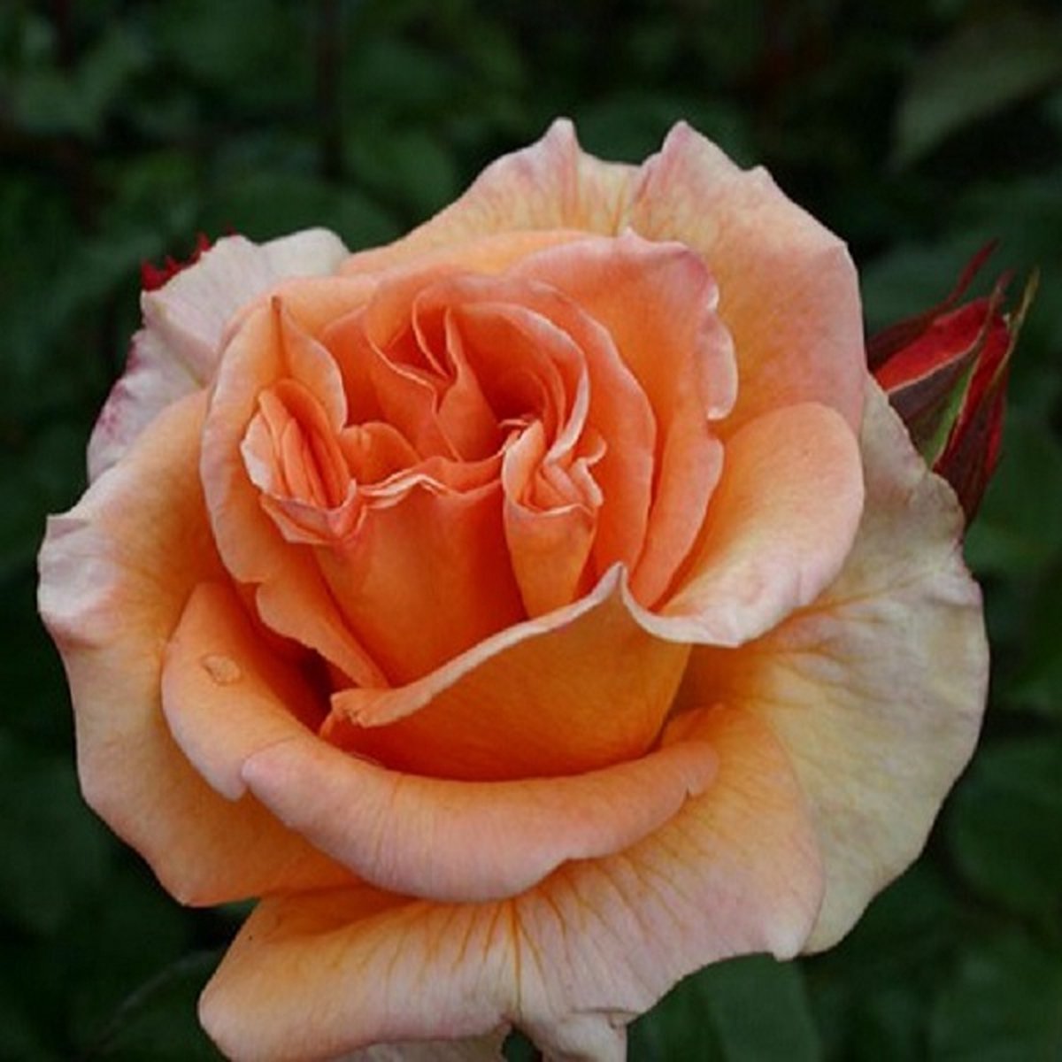 Rosa 'Doris Tysterman' - Grootbloemige roos Oranje - Pot 3.5L - 40 cm ...