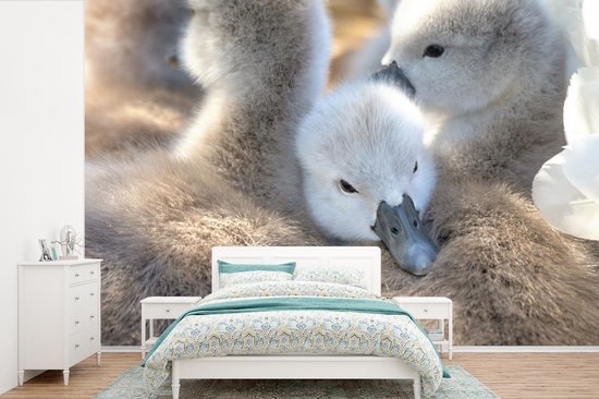 Behang - Fotobehang Zwanen - Licht - Kuiken - Breedte 600 cm x hoogte ...