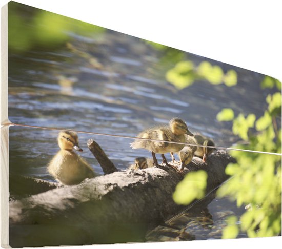 Jeunes canards sauvages sur un tronc d'arbre dans l'eau Pinède avec ...