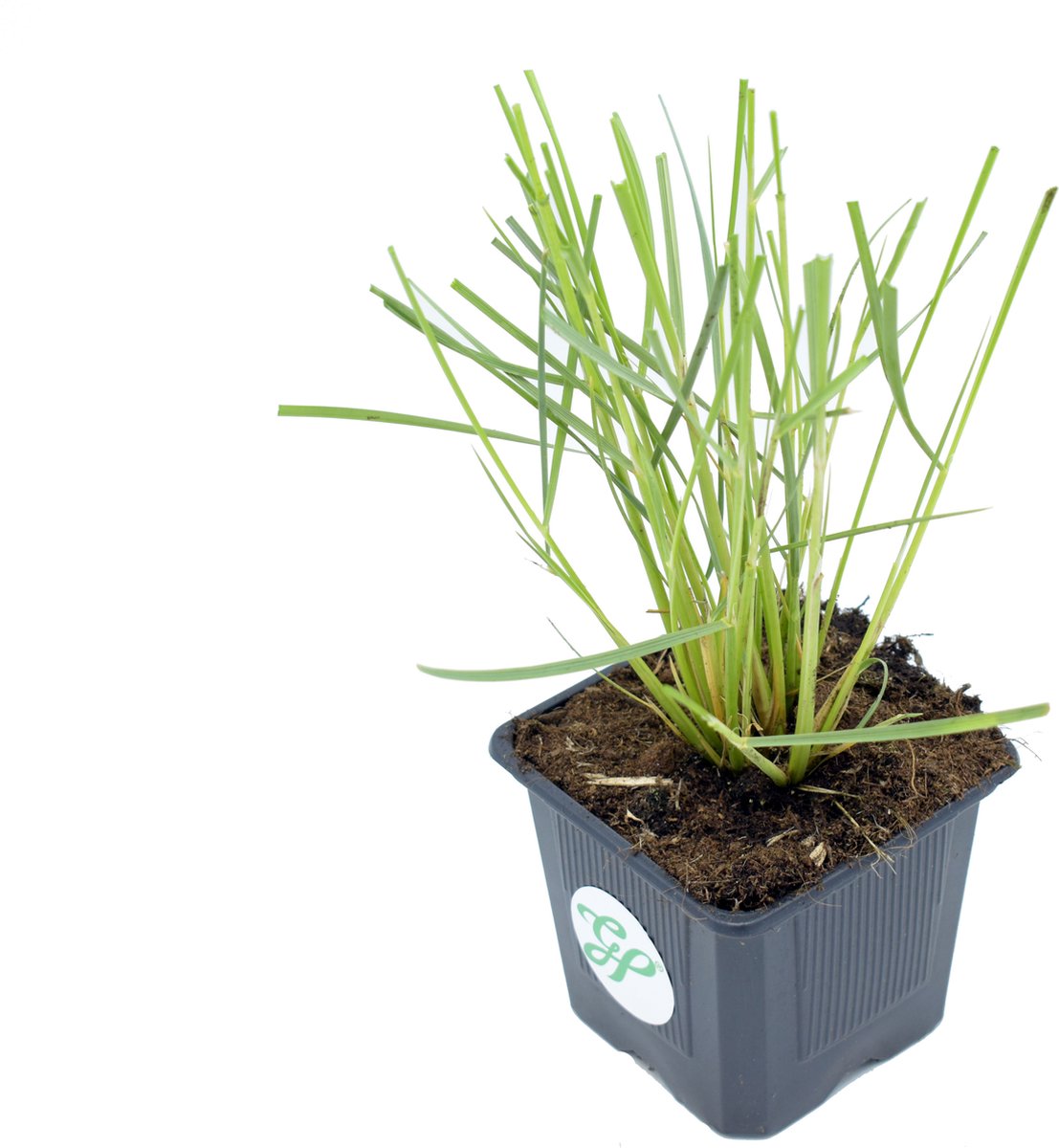 12 x Ammophila Arenaria - Helmgras in 9x9cm pot met hoogte 5-10cm | bol.com