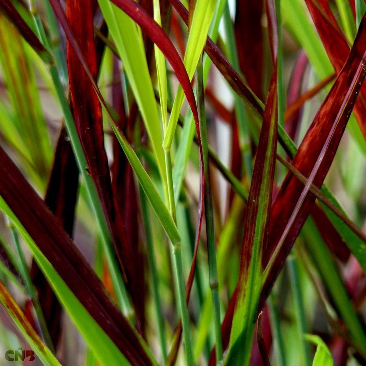 6x Panicum virgatum 'Sangria' - Vingergras - Pot 9x9 cm - NIEUWE SOORT ...