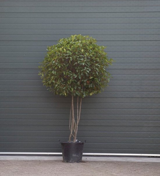 Glansmispel meerstammig | Photinia f. 'Red Robin' 70-80 cm| Bomenbezorgd.nl | bol