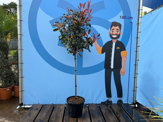 Sunny Tree - Photinia fraseri op stam - Red Robin - 150 cm - Winterharde Boom - Rode... | bol