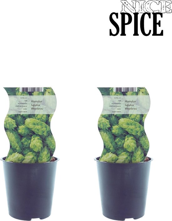 De Hopplant, 2 stuks, klimplant, fruitplant/struik, kleur groen ...