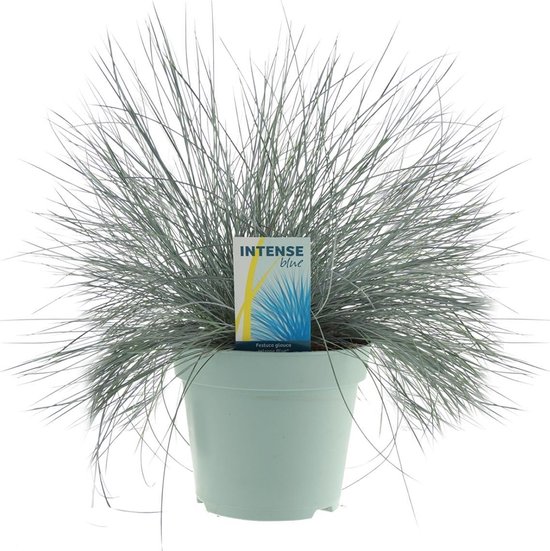Festuca glauca intense blue® - ø17cm - 35cm | bol