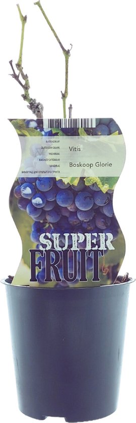 Tuinplantenshop.com | Vitis Boskoop Glory (blauwe druif) - Ø12cm - 30cm ...