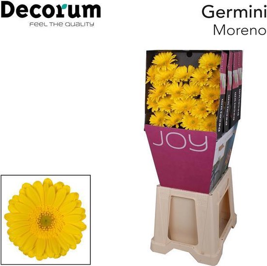 DutchFlowers - Boeket - 20x Germini moreno 70cm | bol