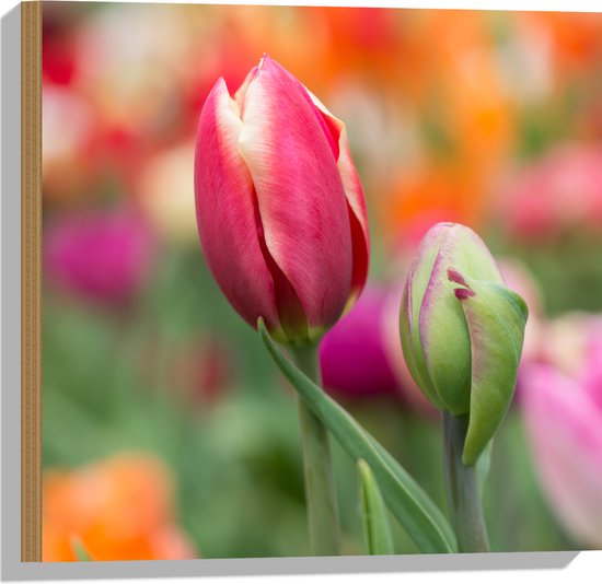 Hout - Donker roze tulpen die nog aan het uitkomen zijn - Bloemen ...