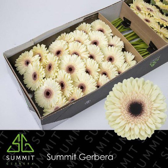 DutchFlowers - Boeket - 50x Gerbera eclair 40cm | bol