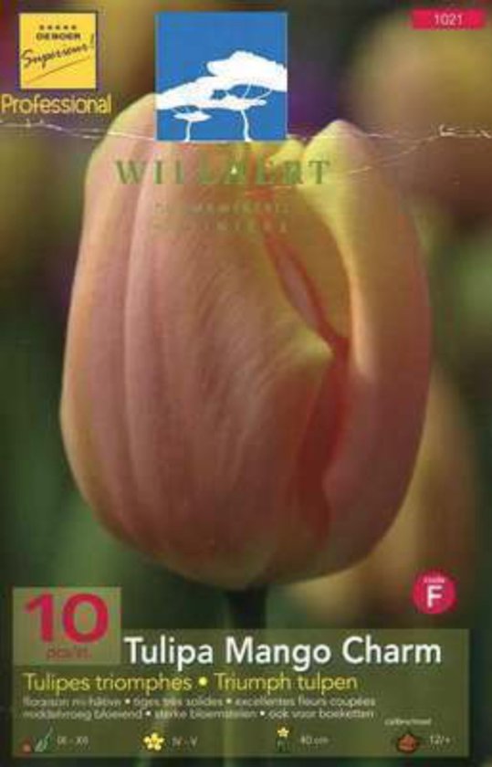 Tulipa triumph 'Mango Charm' | bol