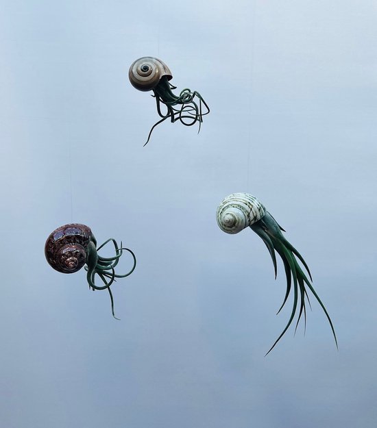 Set van drie Nautilus luchtplanten, met verschillende prachtige... | bol