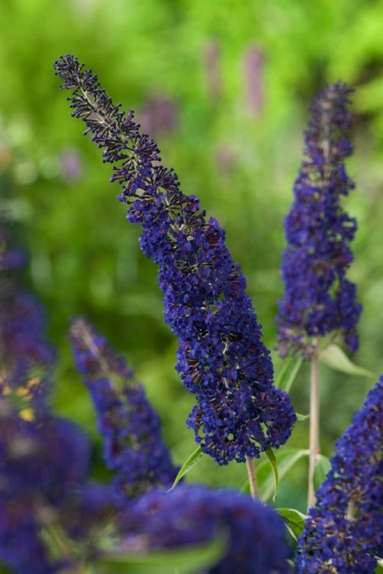 Buddleja davidii Adonis Blue - 2 liter pot - 40-60 cm | bol