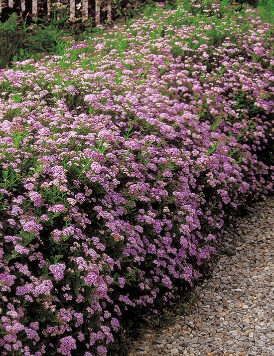 Plants Online - Tuinplanten - Heesters - Spiraea japonica 'Little ...