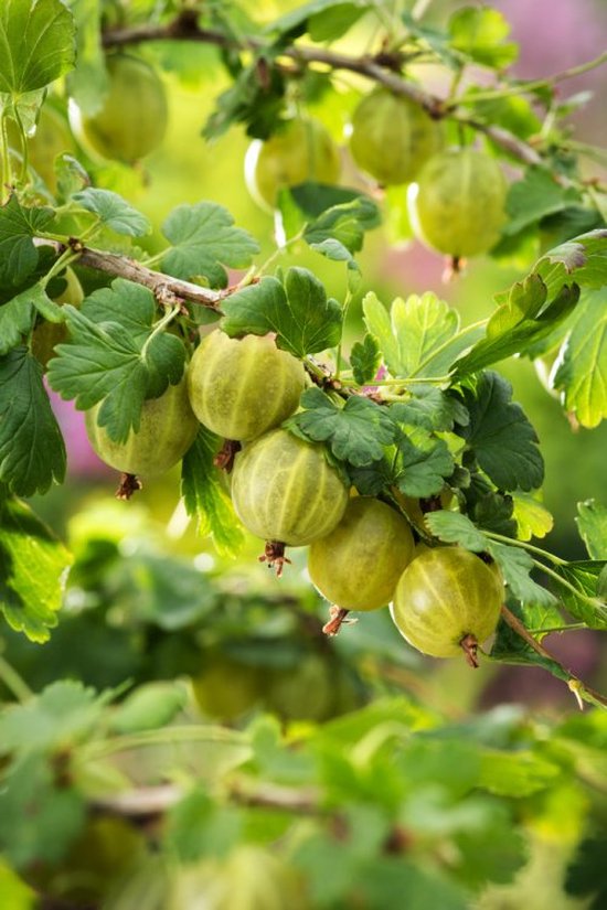 Kruisbes | Ribes uva-crispa Hinnonmäki Gul - 2 liter pot - 60-70 cm ...