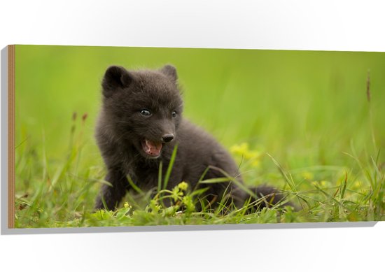 Hout - Zwarte Baby Vos in het Gras - 100x50 cm - 9 mm dik - Foto op ...