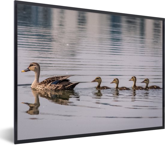 PosterMonkey - Poster - Fotolijst - Eend - Water - Vogel - 80x60 cm ...