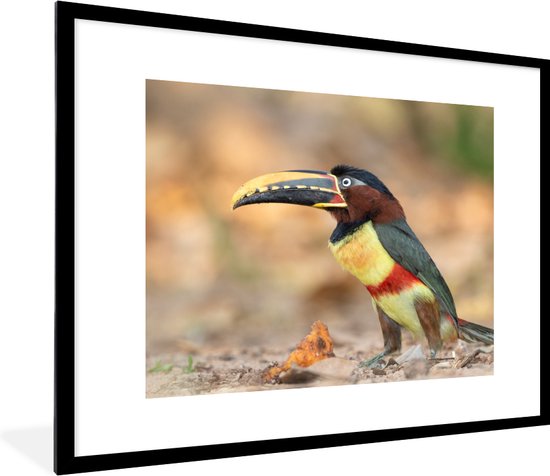 Poster - Fotolijst - Vogel - Toekan - Veren - Landschap - 80x60 cm ... Poster - Fotolijst - Vogel - Toekan - Veren - Landschap - 80x60 cm ...