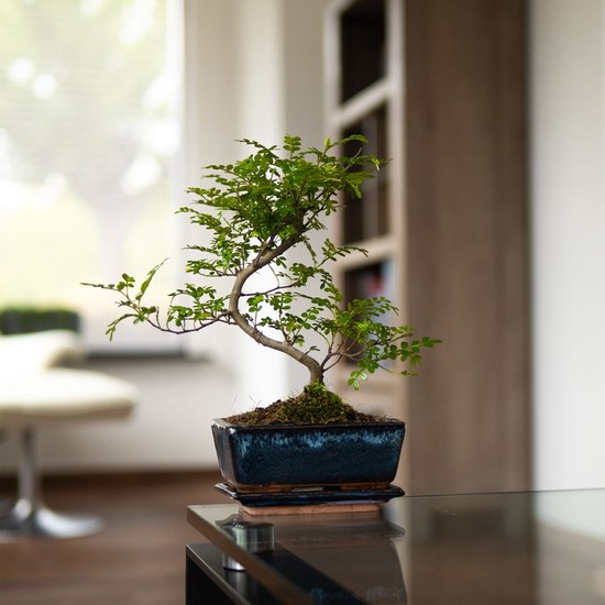 Bonsaiwonder - Zanthoxylum Katachi - Bonsai boompje - Binnen Bonsaiboom ...