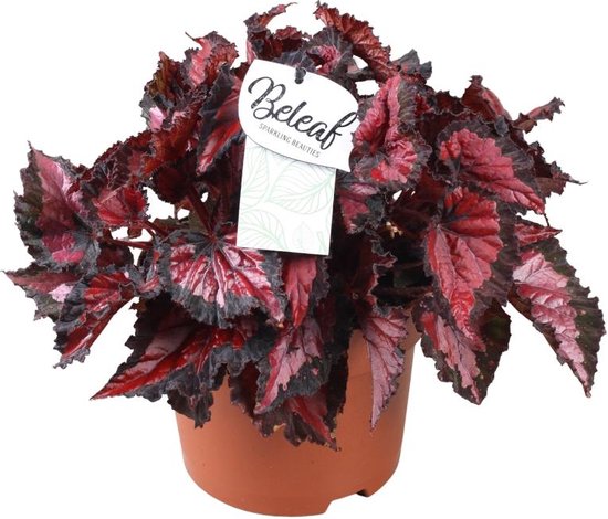 Begonia Beleaf Inca Night | bol