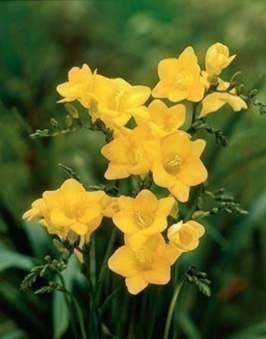 Freesia geel/jaune | bol