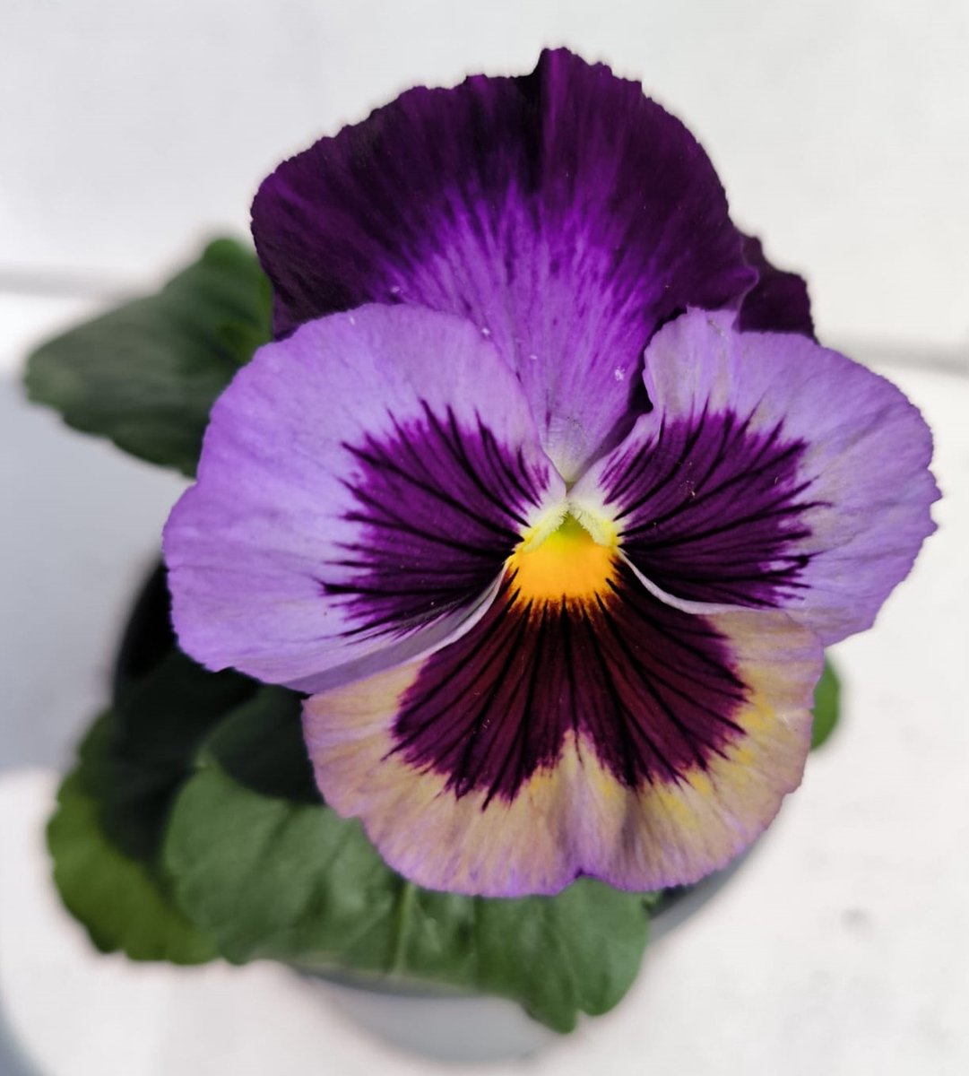 Viooltjes mix 12 stuks - Winterviooltjes - Grootbloemige violen - Mix ...