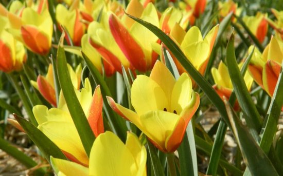 Tulipa clusiana tinka 25 stuks tulpenbollen | bol