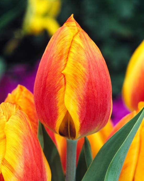 Tulipa (sea) 'Flair' - Bloembollen - 100 Stuks | bol