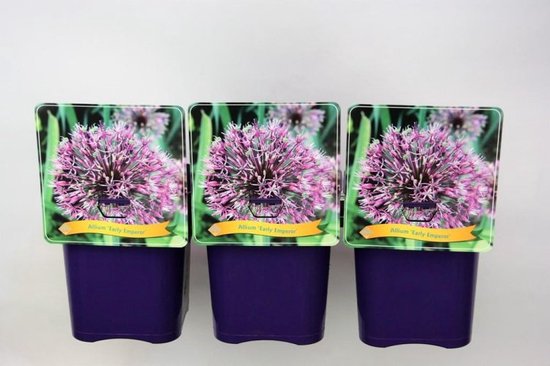 Plants Online - Tuinplanten - Vaste planten - Set van 5 - Allium ...