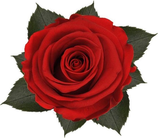 Roos lang houdbaar Royal Red | bol