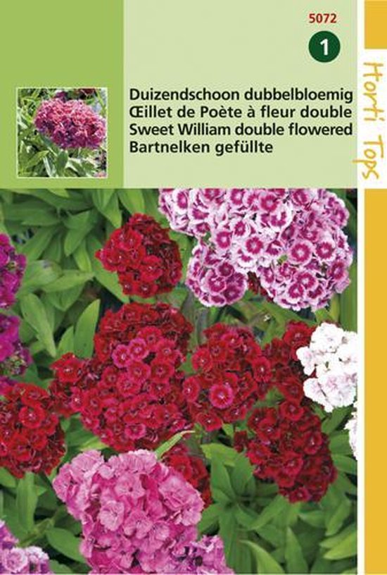 Duizendschoon Bloemzaad - Dianthus Barbatus Dubbelbloemig - Gemengd ...