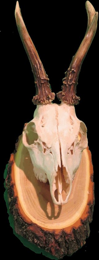 Decoratie schedel van ree | bol.com